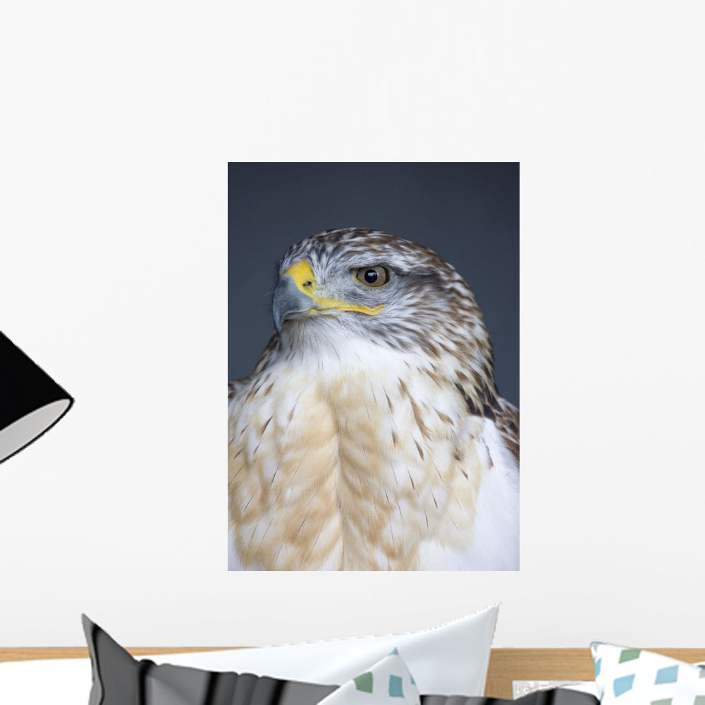 Ferruginous Hawk Wall Mural – Wallmonkeys