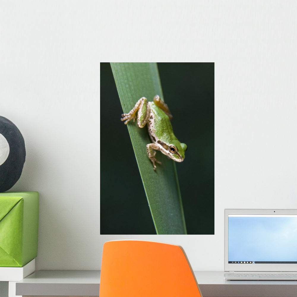 Pacific Tree Frog Wall Mural – Wallmonkeys