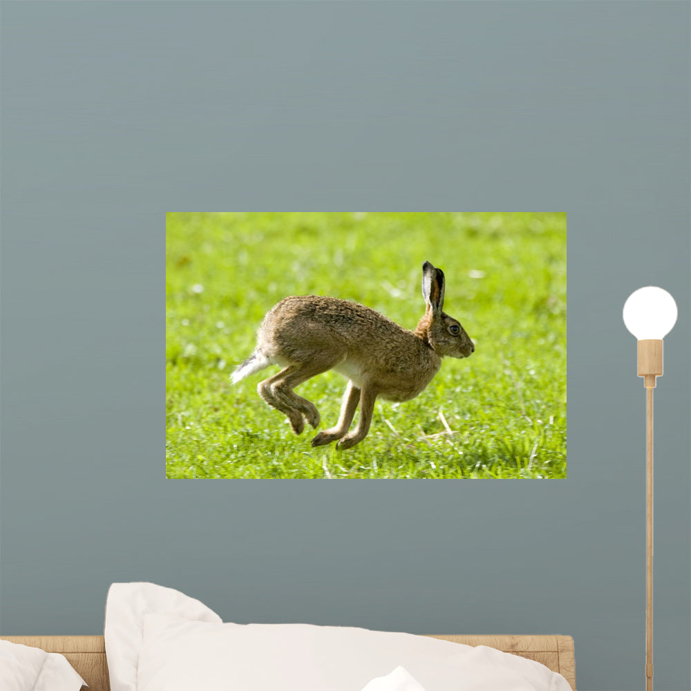 Hare Hopping Grass Wall Mural – Wallmonkeys