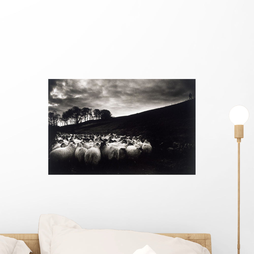 Sheep Wall Mural – Wallmonkeys