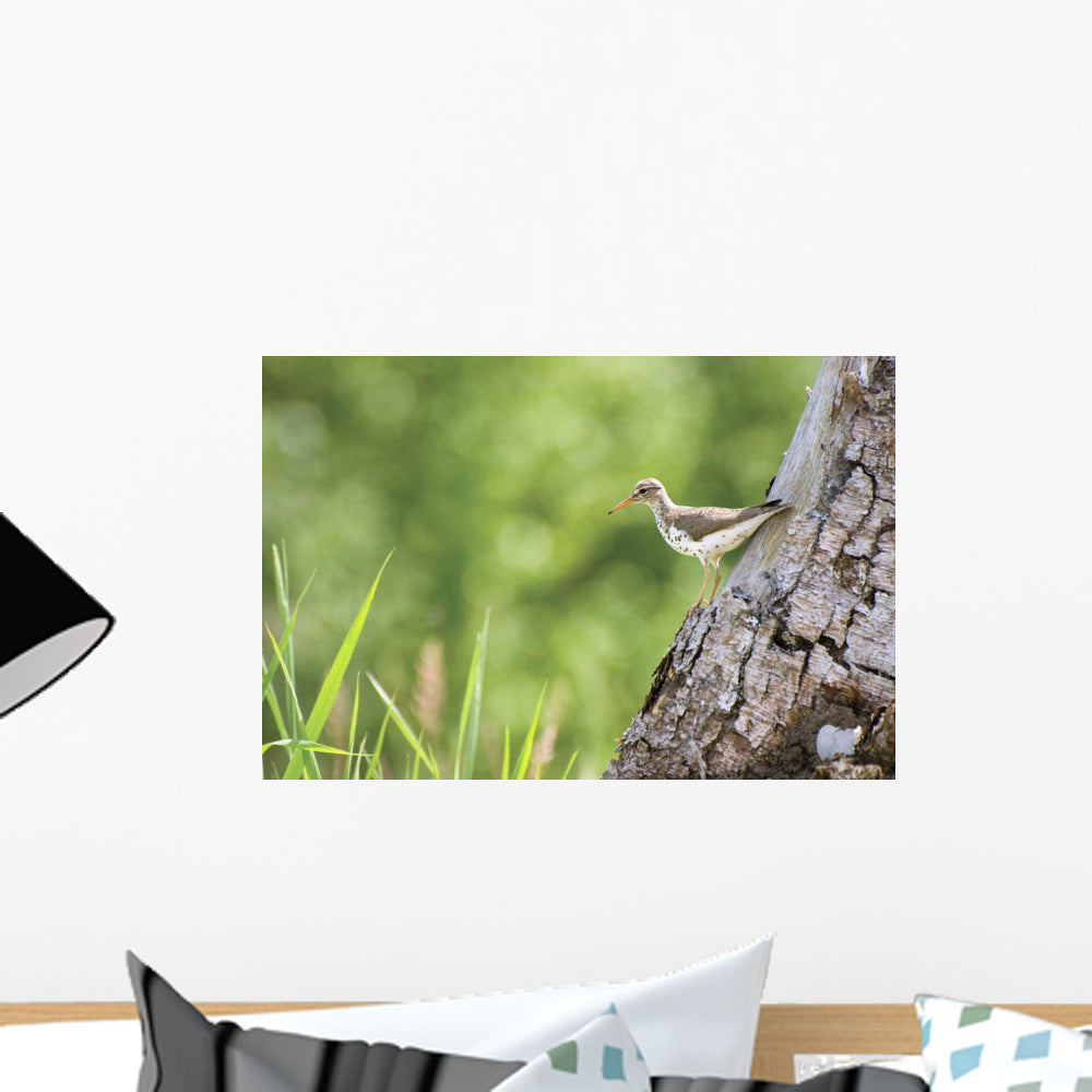 Spotted Sandpiper Tree Trunk Wall Mural – Wallmonkeys