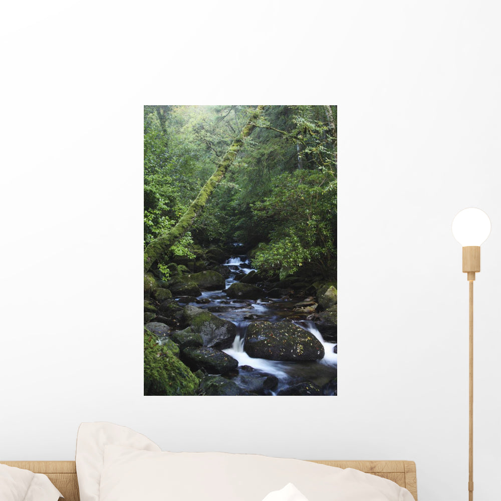 Owengarriff River Killarney National Wall Mural – Wallmonkeys