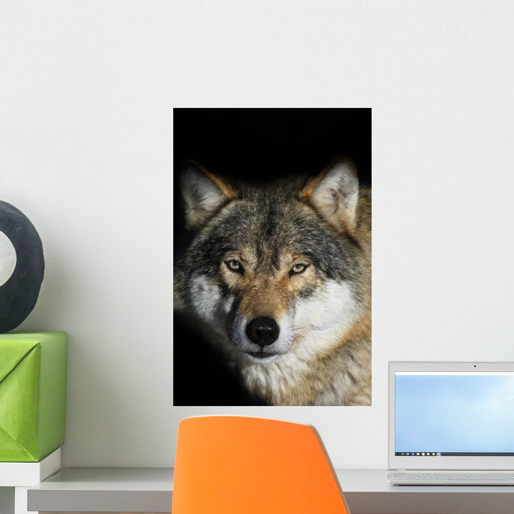 Wolf Wall Mural – Wallmonkeys