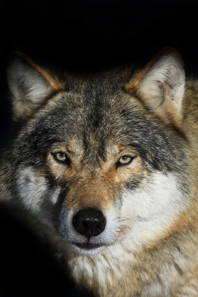 Wolf Wall Mural – Wallmonkeys