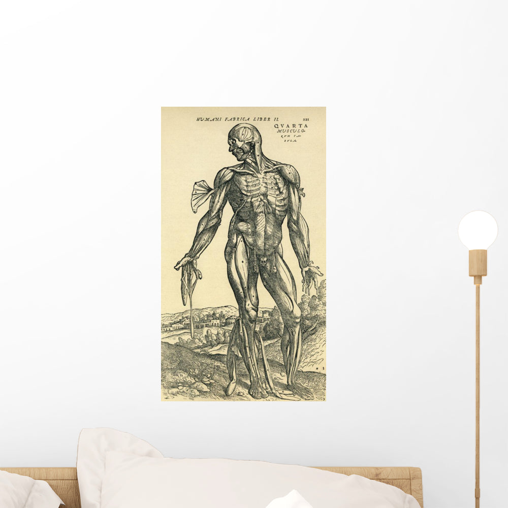 Front Male Human Body Wall Mural – Wallmonkeys