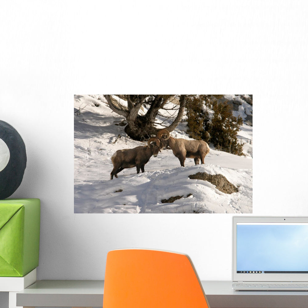 Bighorn Head Butt Wall Mural – Wallmonkeys