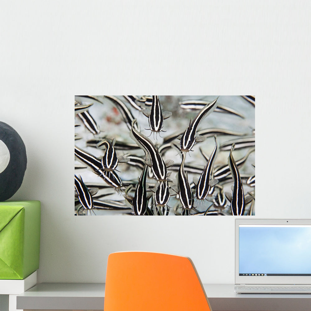 Striped Catfish They Have Wall Mural – Wallmonkeys