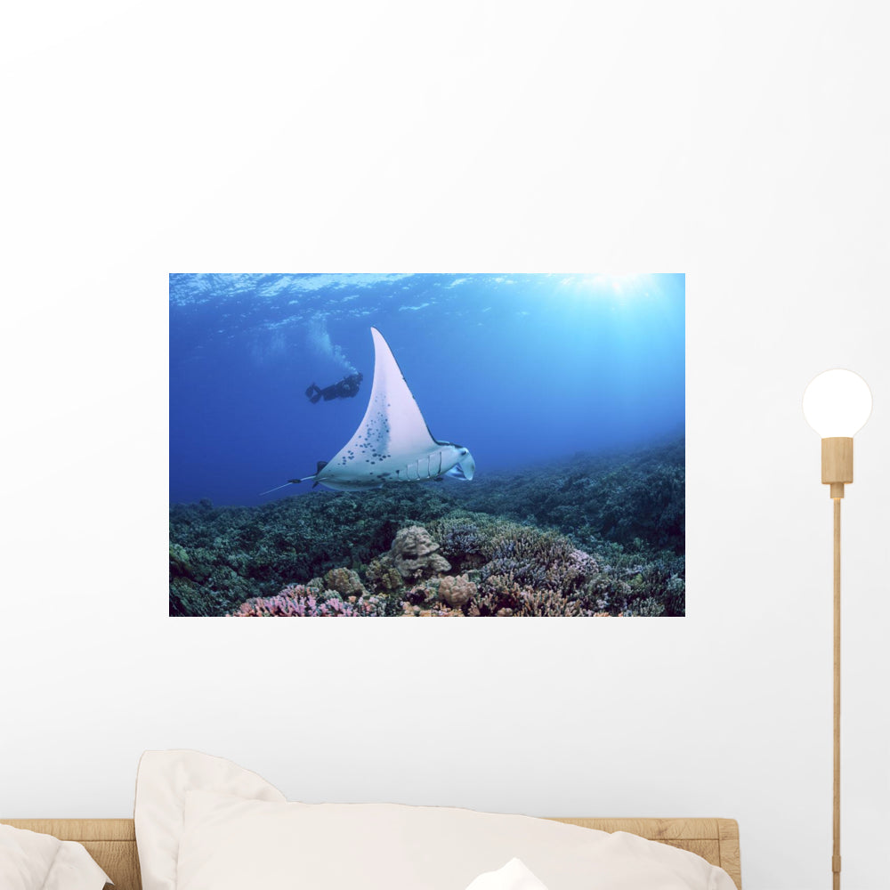 Reef Manta Ray Cruises Wall Mural – Wallmonkeys