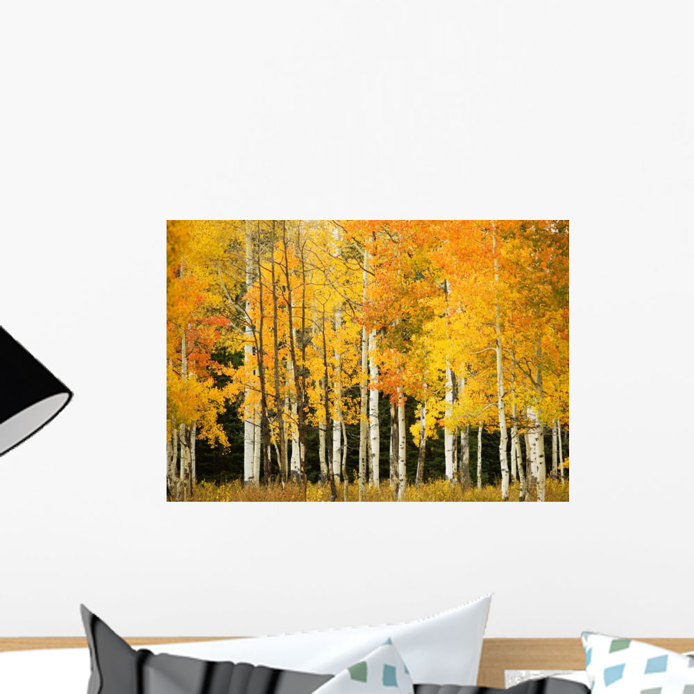 Line Fall-colored Aspen Trees Wall Mural – Wallmonkeys