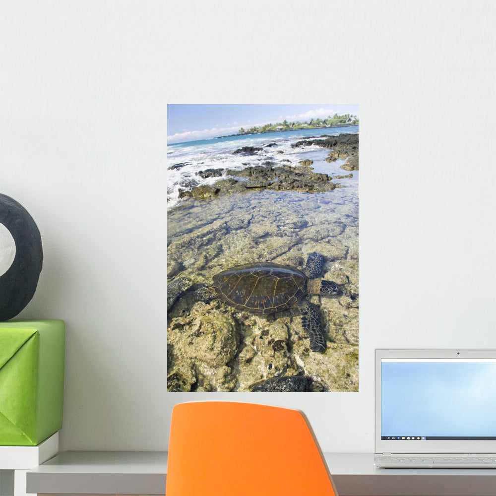 Usa Green Sea Turtle Wall Mural – Wallmonkeys