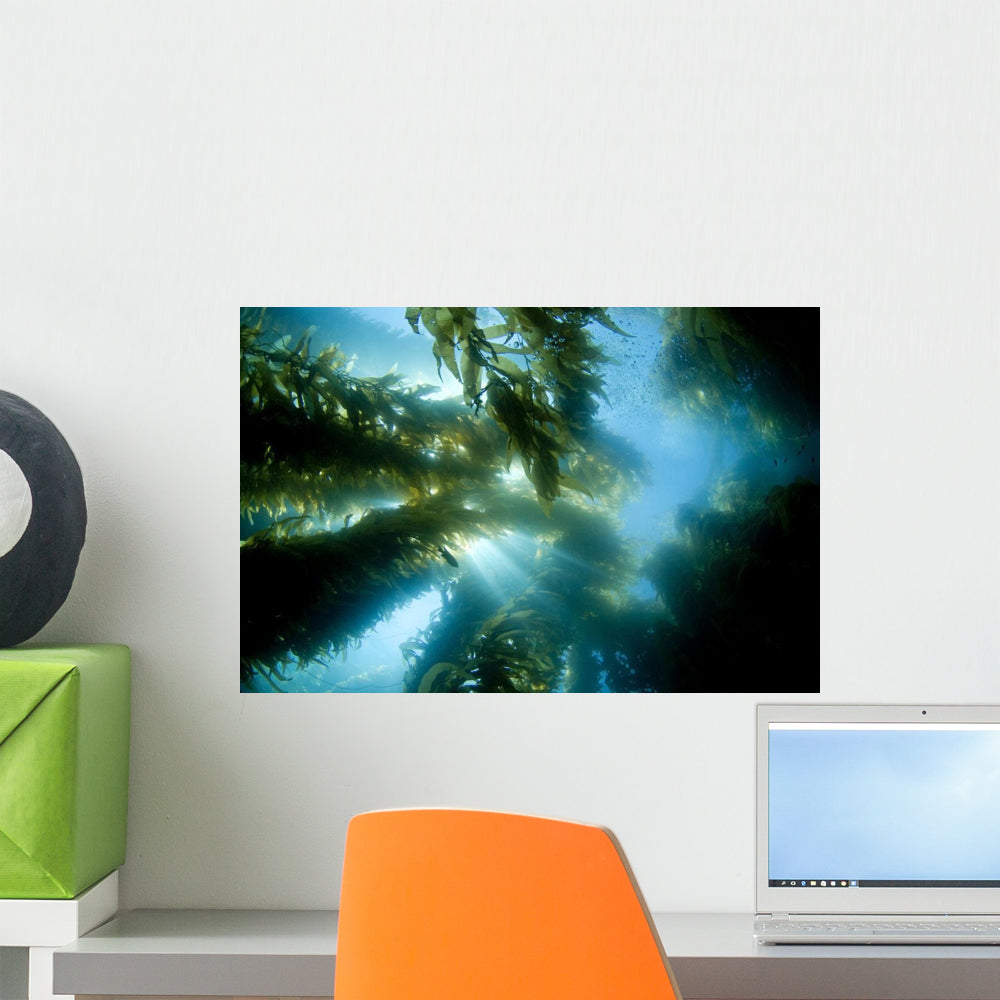 USA California Sunlight Streaming Wall Decal Design 2 - WallMonkeys.com ...