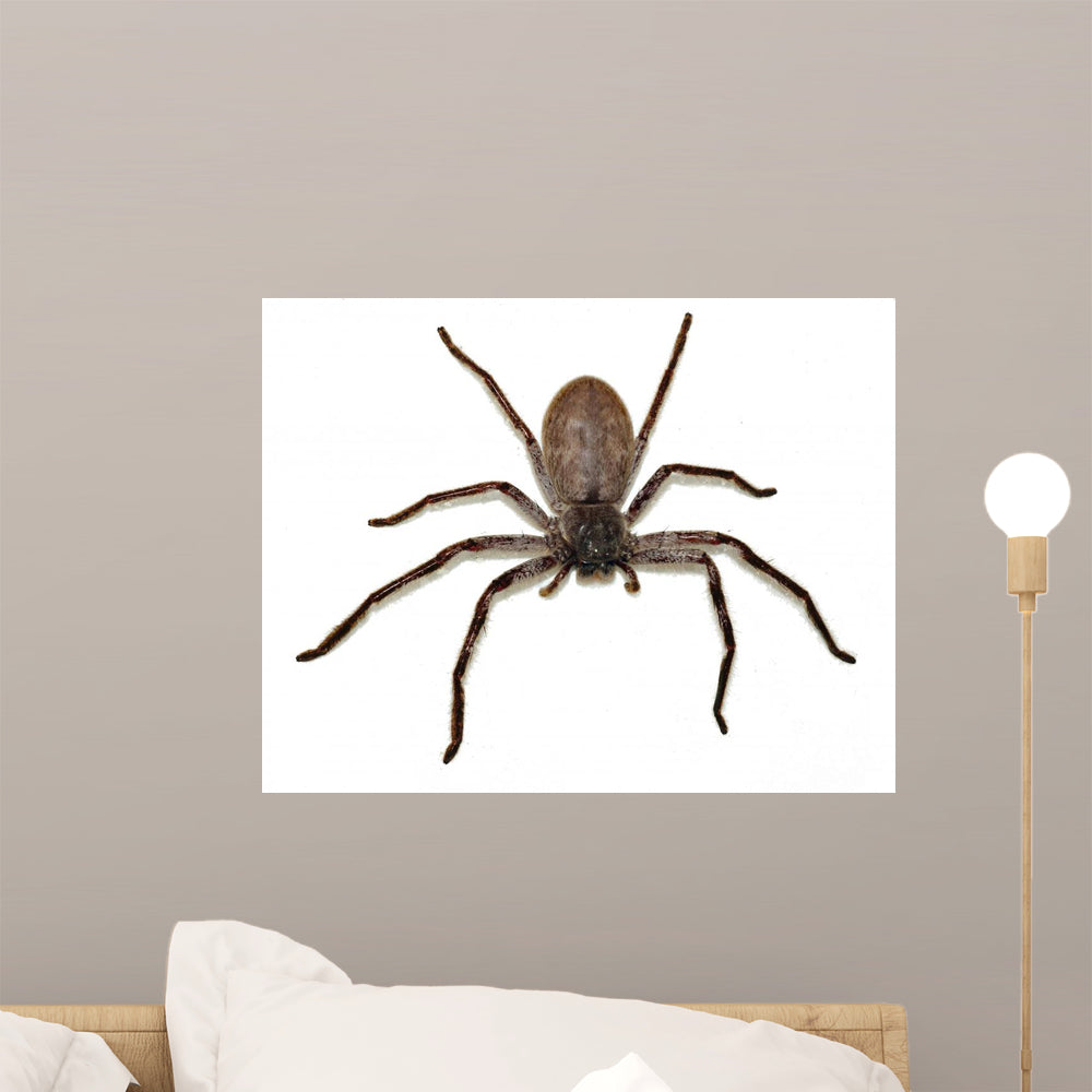 Big Fat Spider – Wallmonkeys