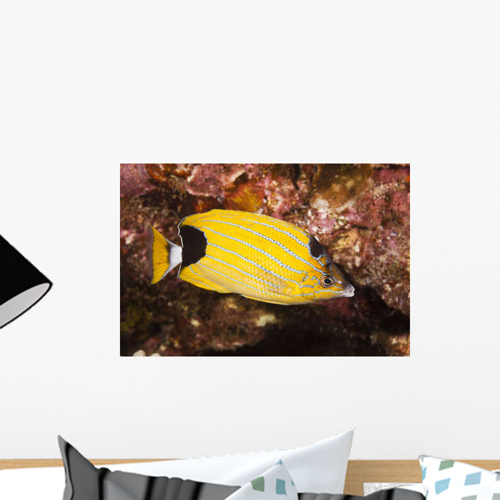 Also Known as Kikakapu Wall Mural – Wallmonkeys