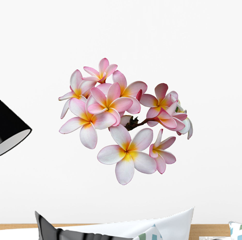 Frangipani Plumeria Flower Wall Decal – Wallmonkeys