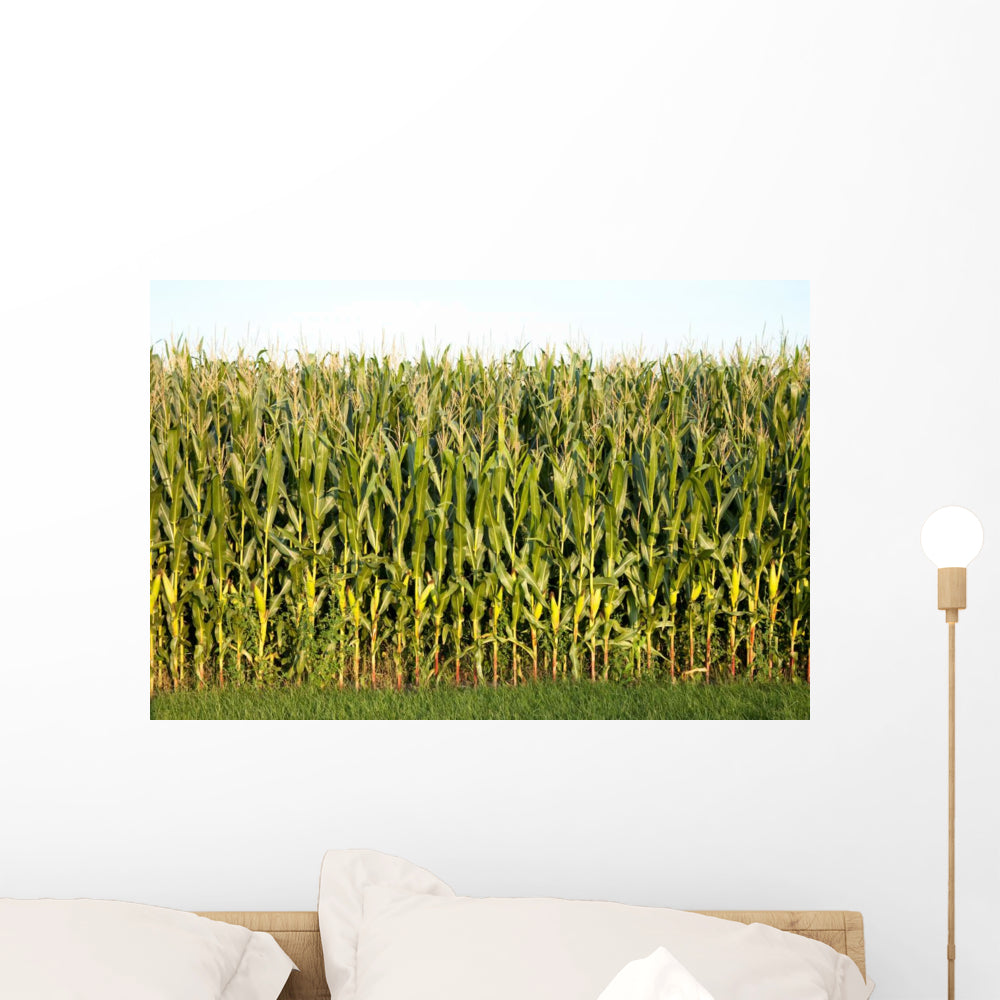 Corn Wall Mural – Wallmonkeys