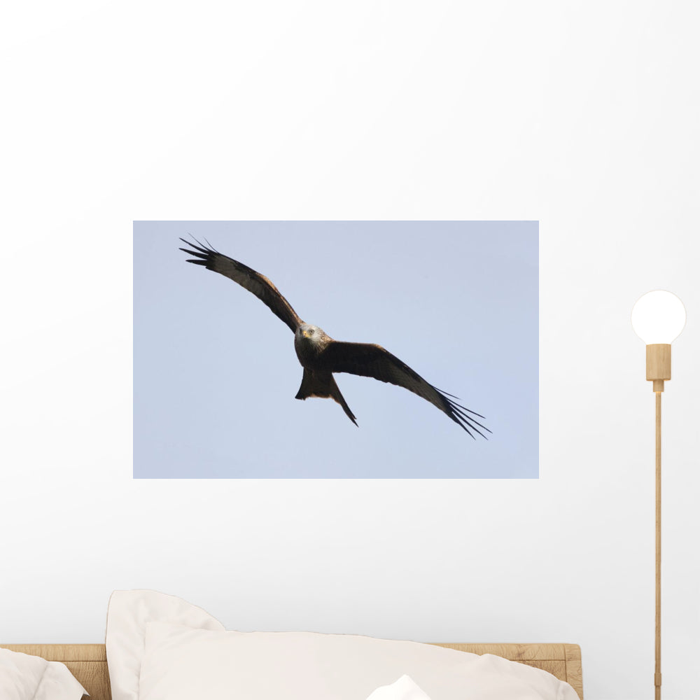 Red Kite Wall Mural – Wallmonkeys