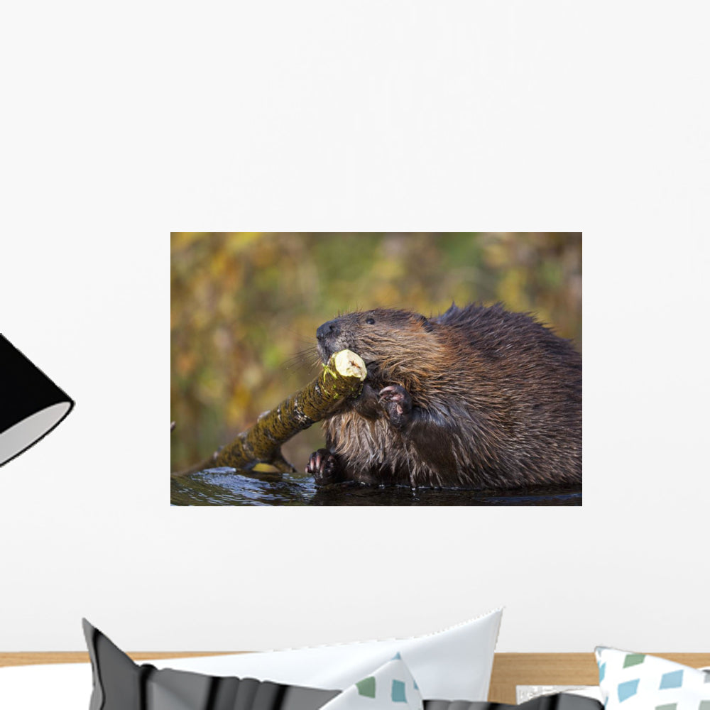 Beaver Chewing Log Pond Wall Mural – Wallmonkeys