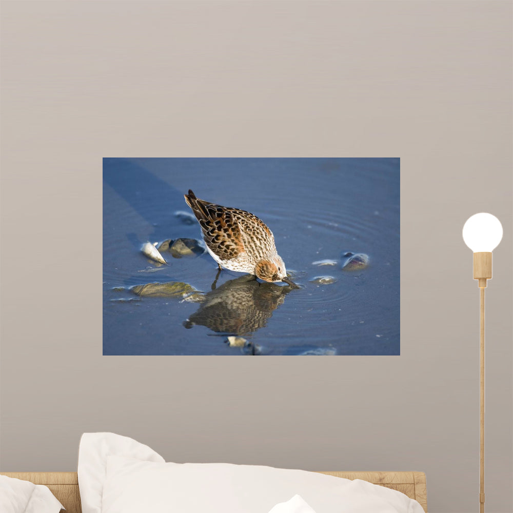 Western Sandpiper Feeding Wall Mural – Wallmonkeys