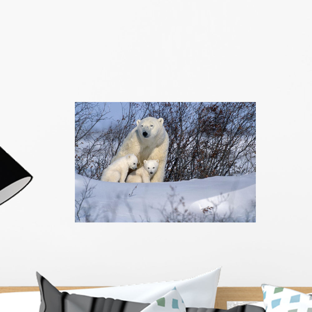Polar Bear Sow Cubs Wall Mural – Wallmonkeys