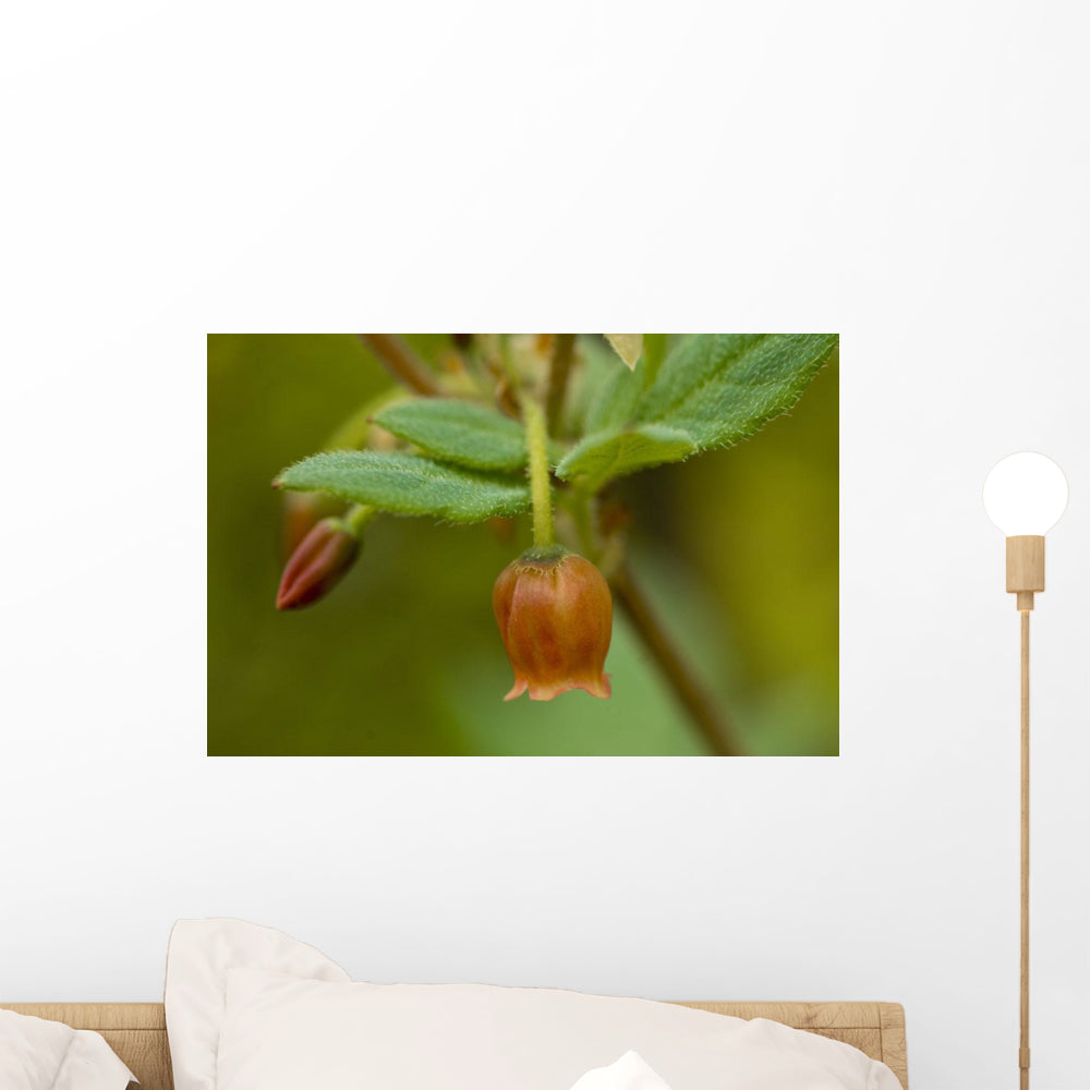 Up Rusty Menziesia Flowers Wall Mural – Wallmonkeys