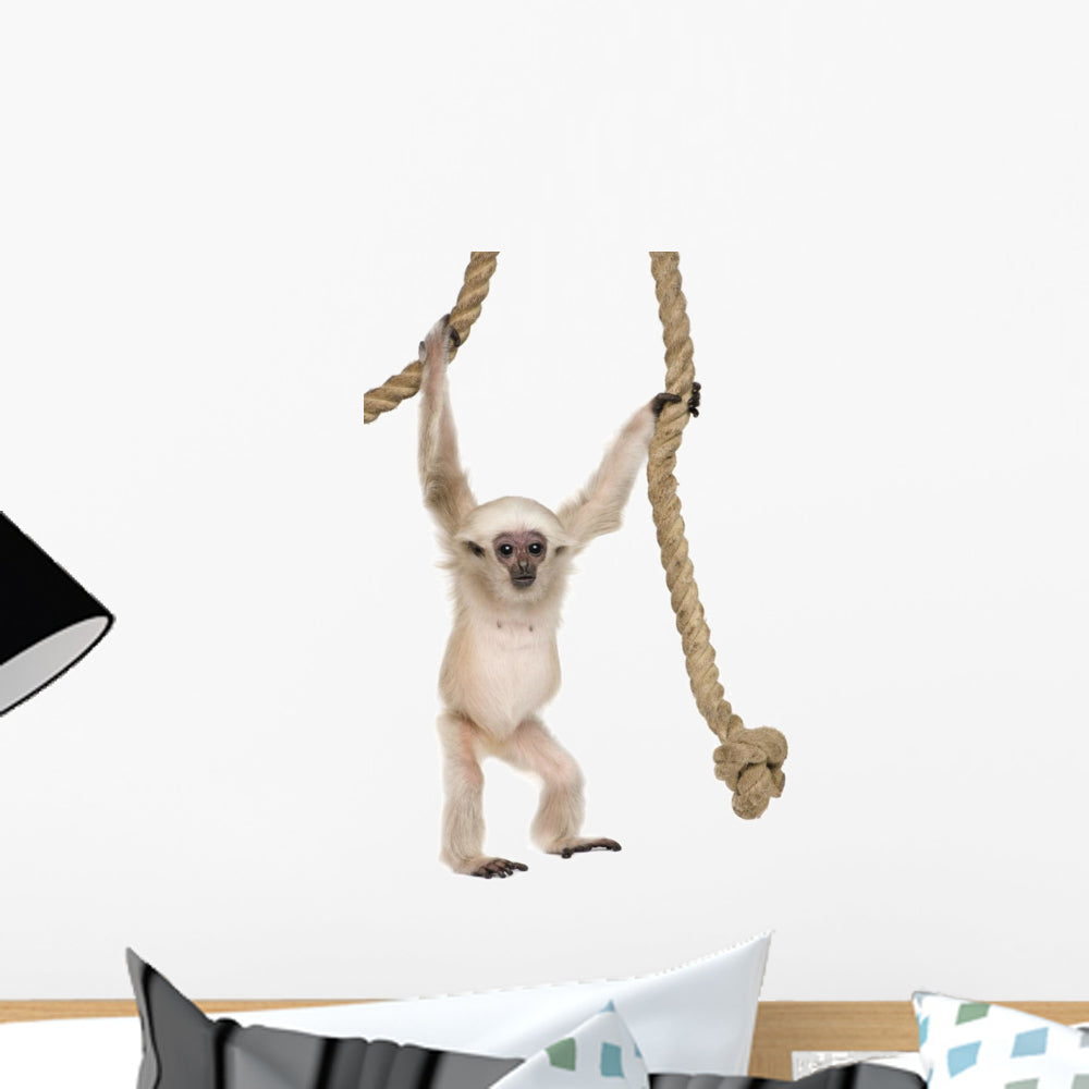 Young Pileated Gibbon Wall Decal – Wallmonkeys