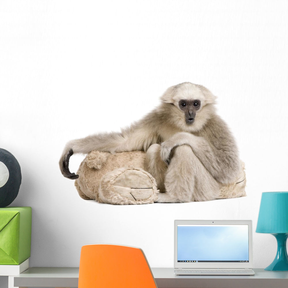 Young Pileated Gibbon 1 Wall Decal - WallMonkeys.com – Wallmonkeys