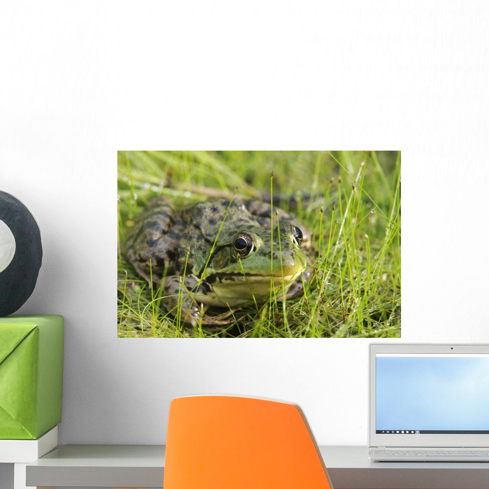 Green Frog Wall Mural – Wallmonkeys