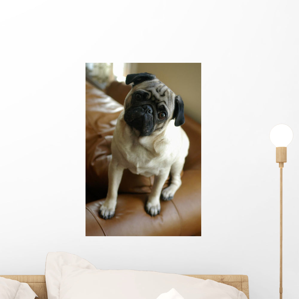 Listening Pug Wall Mural – Wallmonkeys