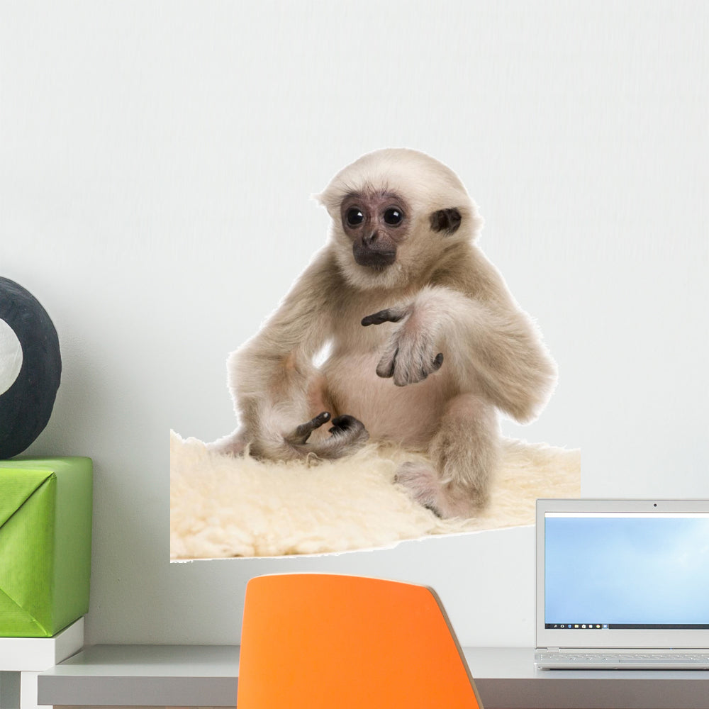Young Pileated Gibbon Wall Decal – Wallmonkeys