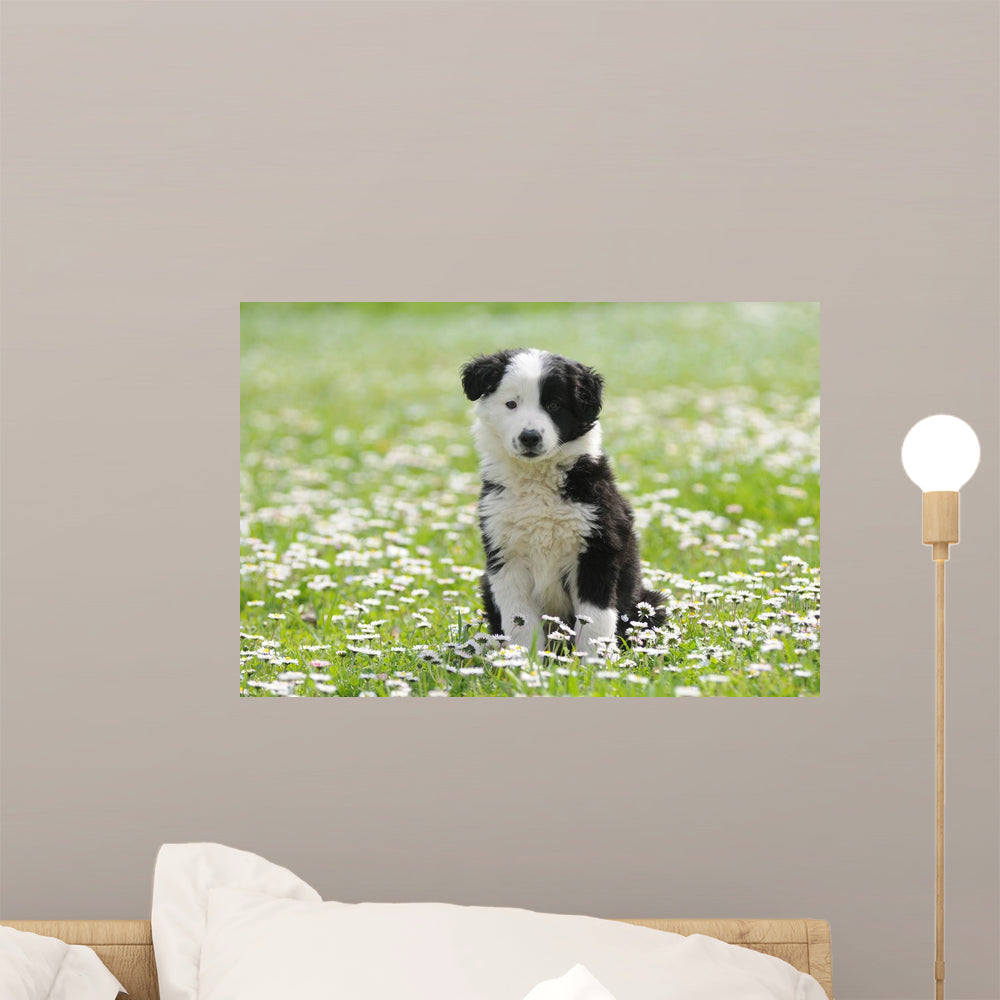 Border Collie 2 Months Wall Mural – Wallmonkeys