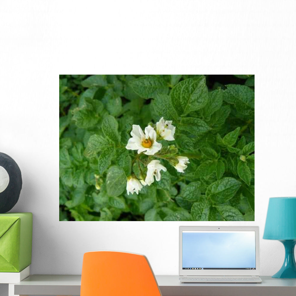 Potato Wall Decal - WallMonkeys.com – Wallmonkeys