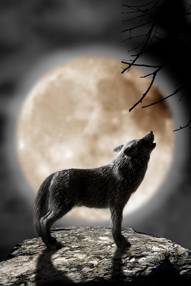 Real Wolves Howling At The Moon