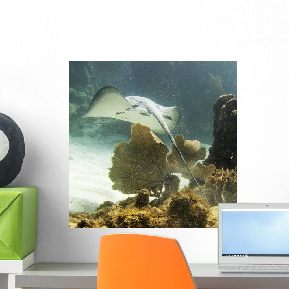 Caribbean Whiptail Stingray Wall Mural – Wallmonkeys