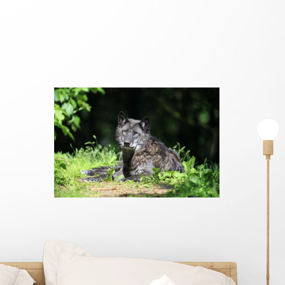 Timberwolf Wall Mural – Wallmonkeys