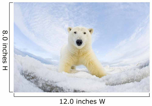 Polar Bear Wall Decal - WallMonkeys.com – Wallmonkeys