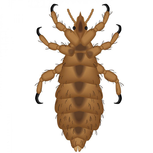 Lice Wall Decal – Wallmonkeys