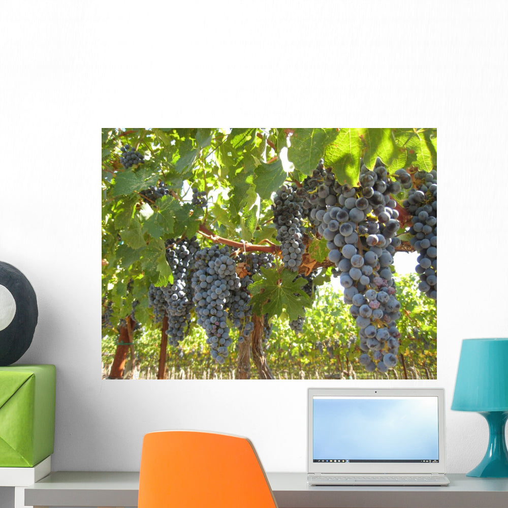 Grapes Vine Wall Mural – Wallmonkeys