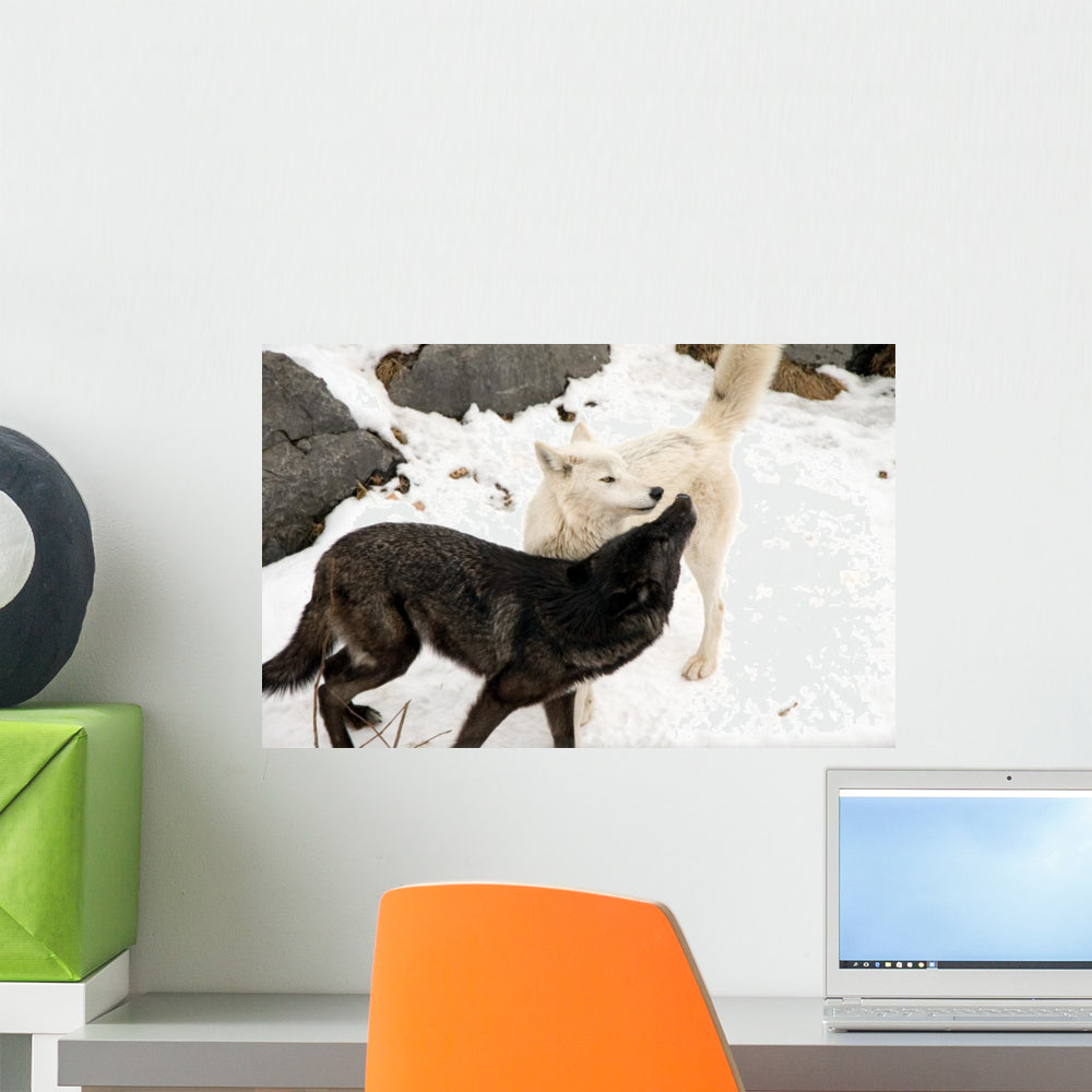 Timber Wolves Wall Mural – Wallmonkeys