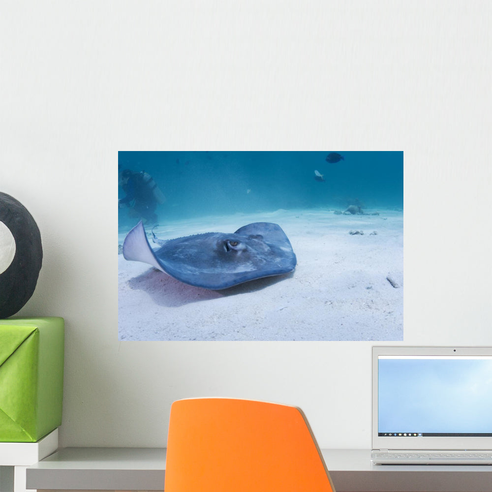 Sting Ray Wall Mural – Wallmonkeys