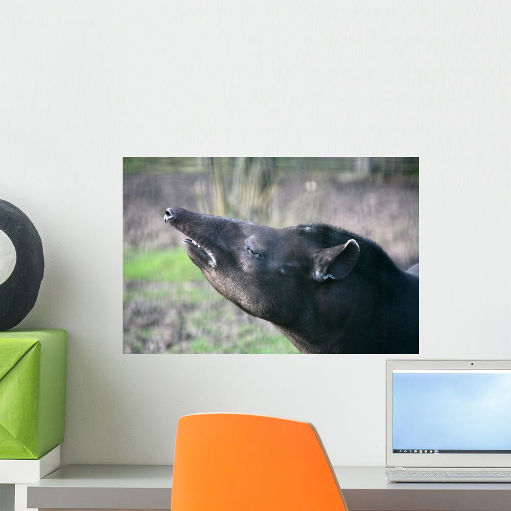Tapir Wall Mural – Wallmonkeys