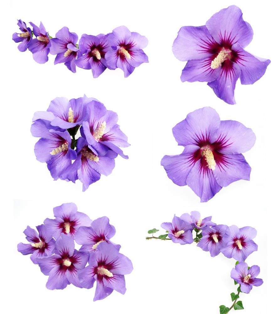 Purple Hibiscus Clip Art