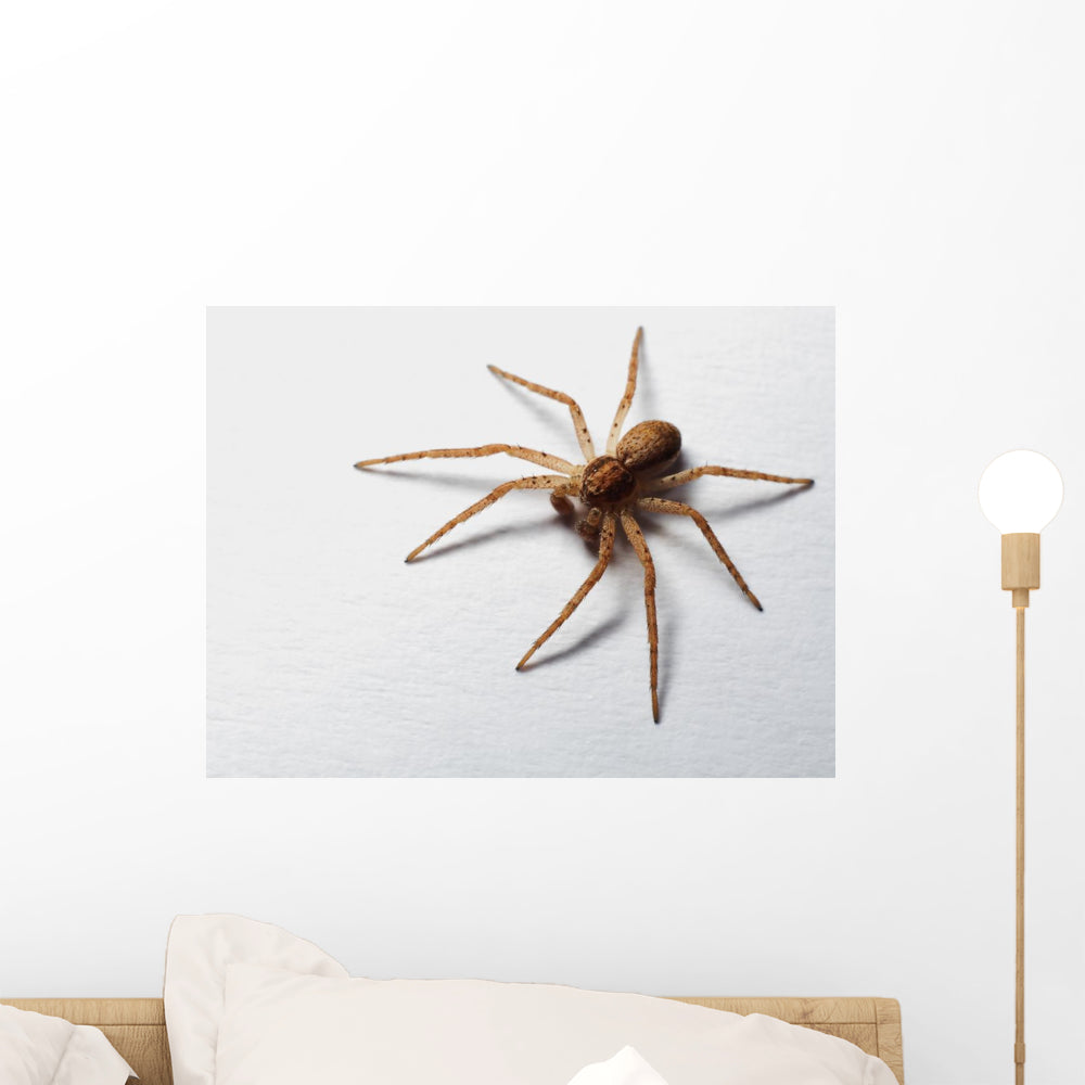 Spider Wall Decal – Wallmonkeys