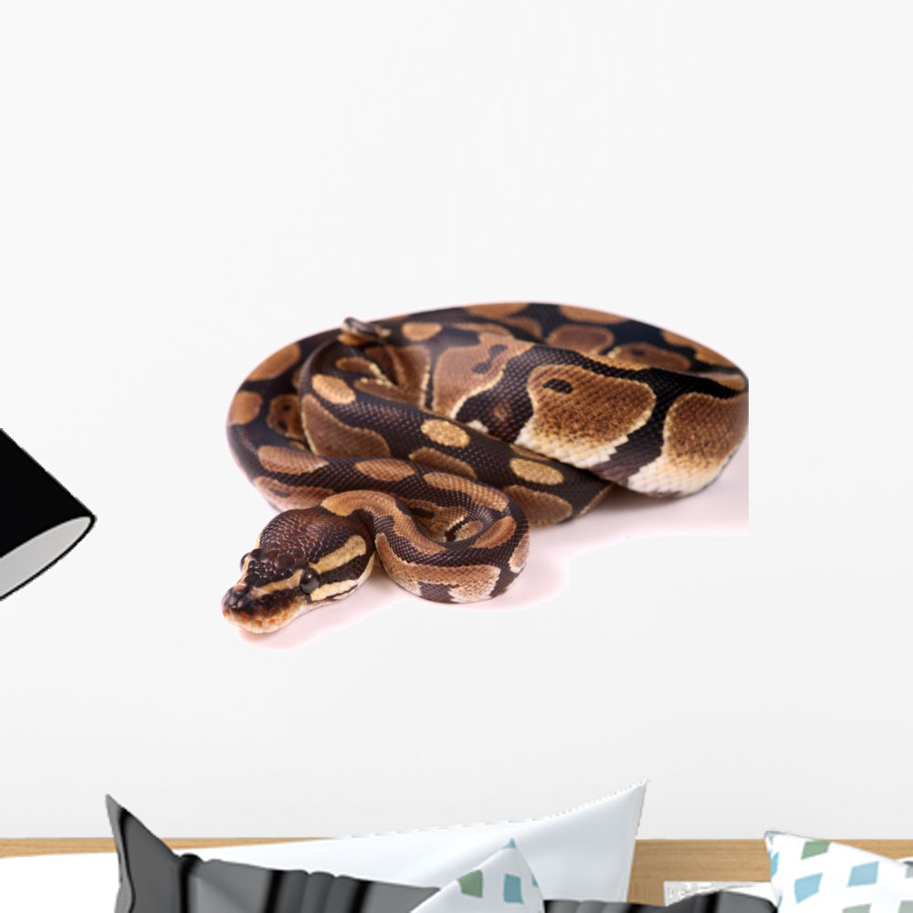 Royal Python Wall Decal – Wallmonkeys