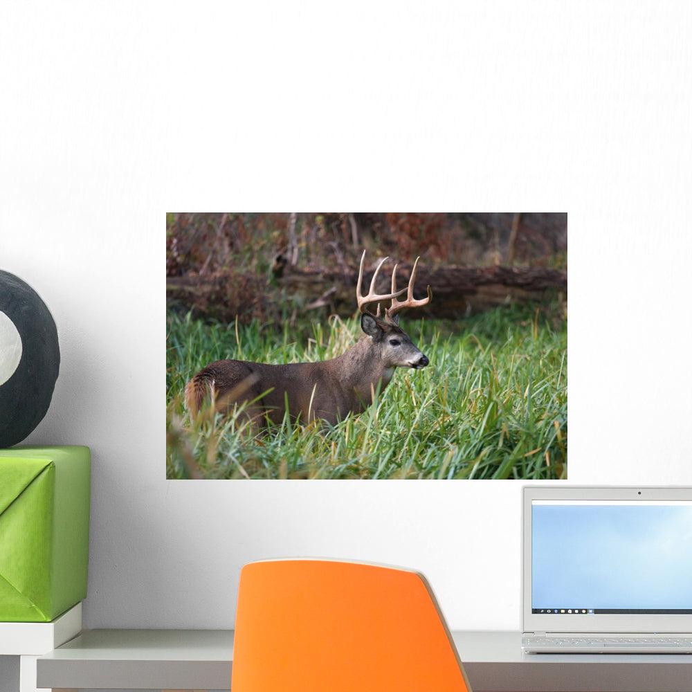 White-tailed Deer Buck Wall Mural – Wallmonkeys