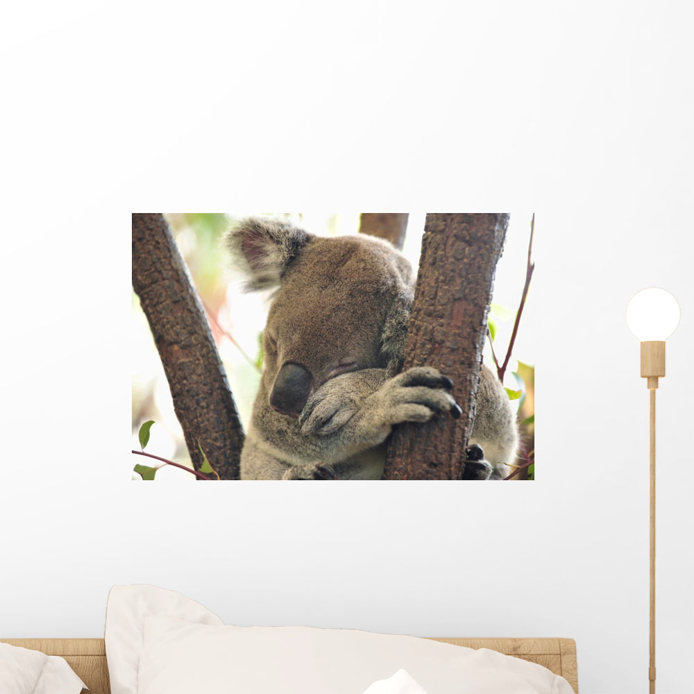 Koala Wall Mural – Wallmonkeys