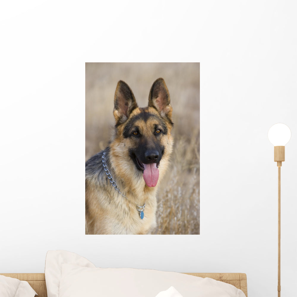 German Shepherd 2 Wall Mural – Wallmonkeys