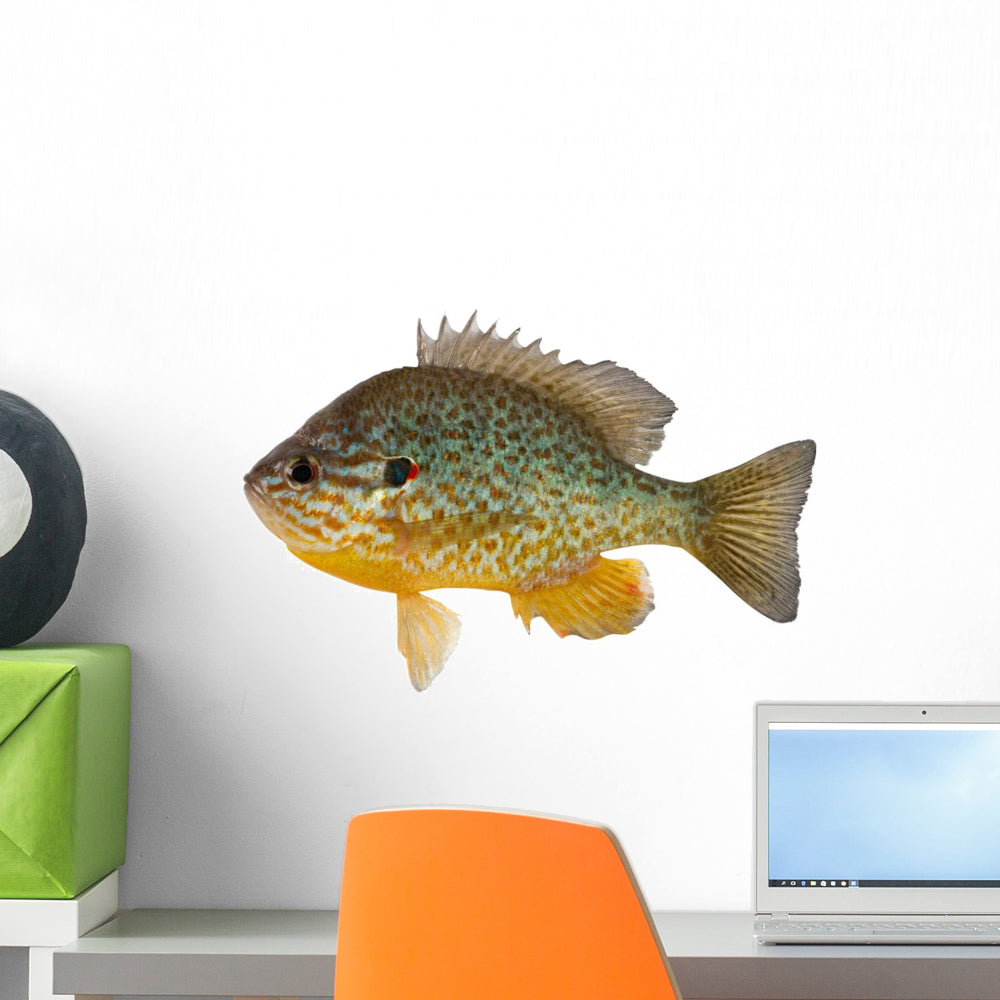 Sunfish Wall Decal – Wallmonkeys