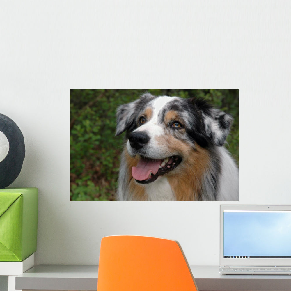 Australian Shepherd Wall Mural – Wallmonkeys