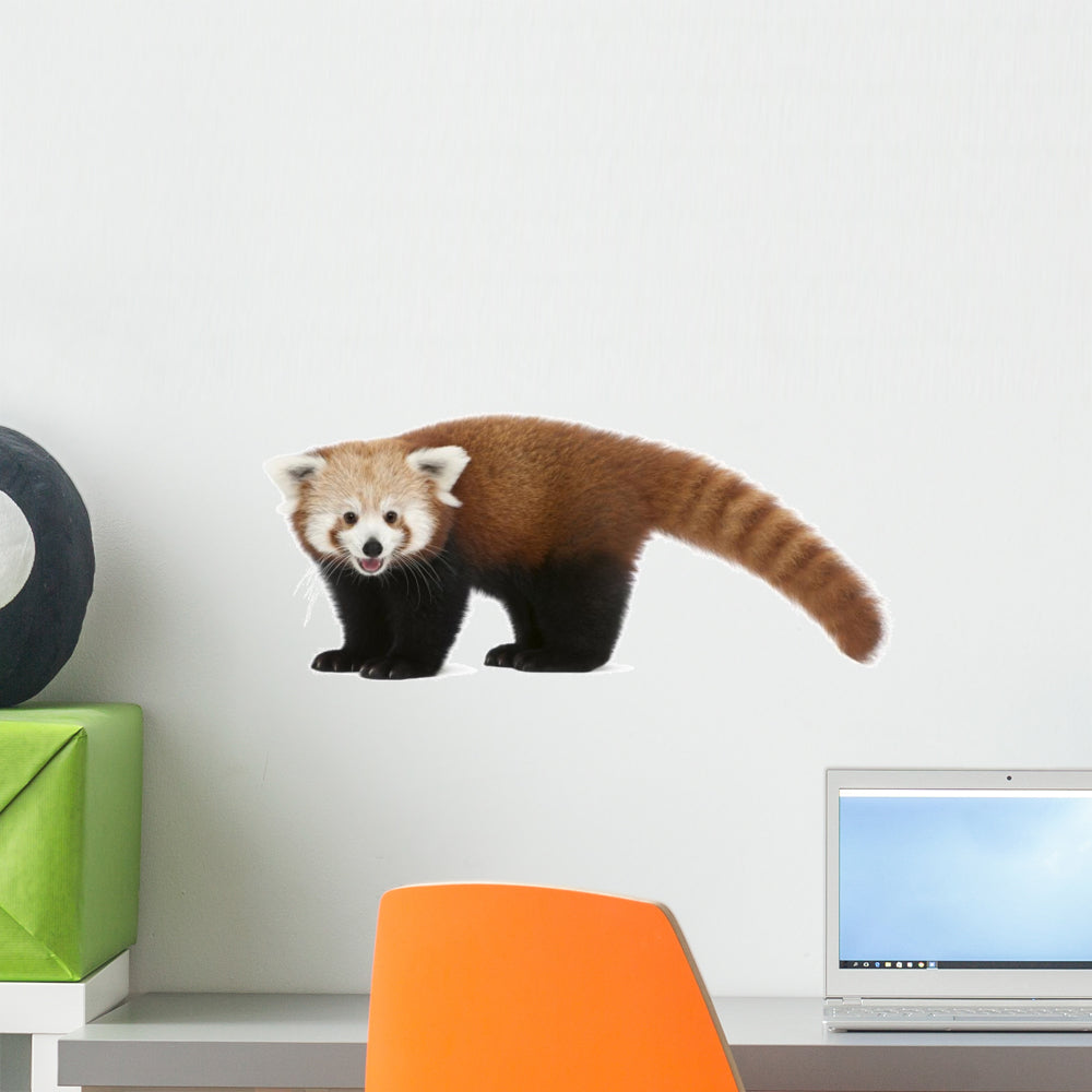 Young Red Panda Wall Decal – Wallmonkeys