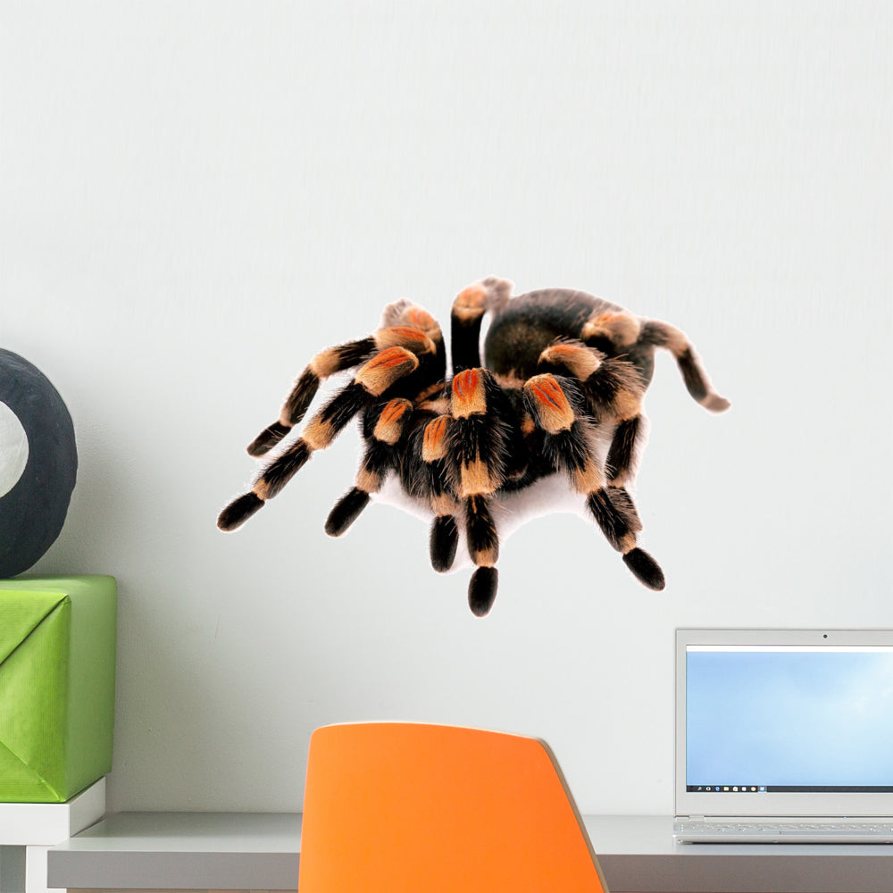 Mexican Red Knee Tarantula Wall Decal – Wallmonkeys